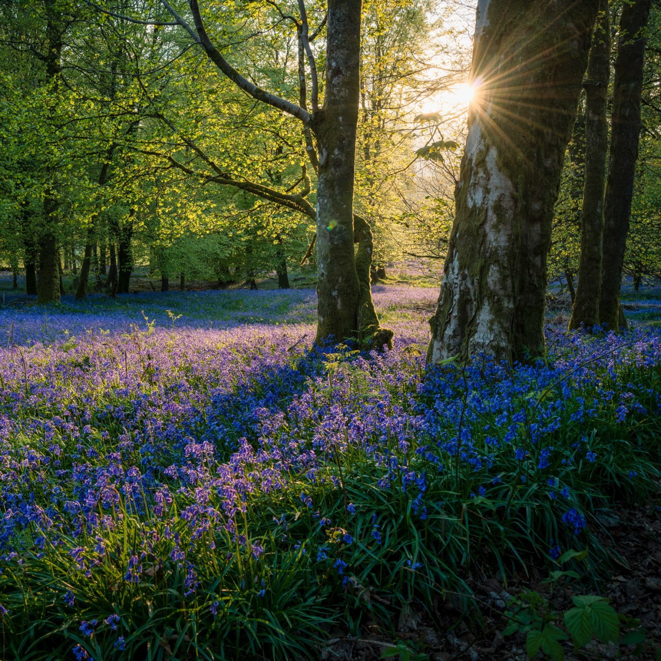 Sparxell - the next generation of colours and effects